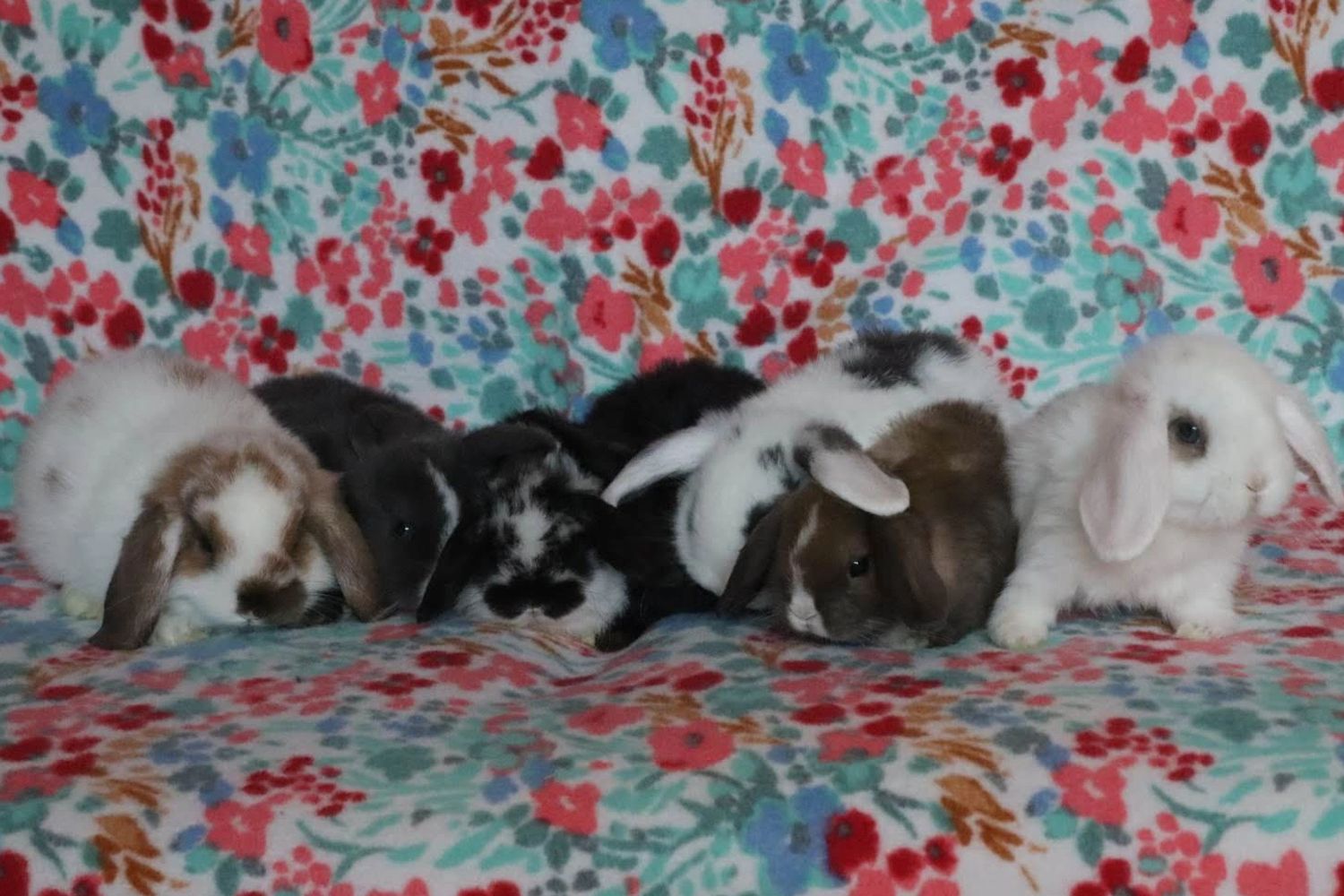 High Country Holland Lops - Bunny for Sale, Holland Lop, Rabbits