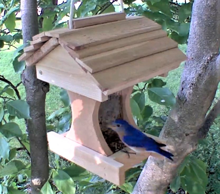 The Secret To Getting Bluebirds To Use A Bluebird House