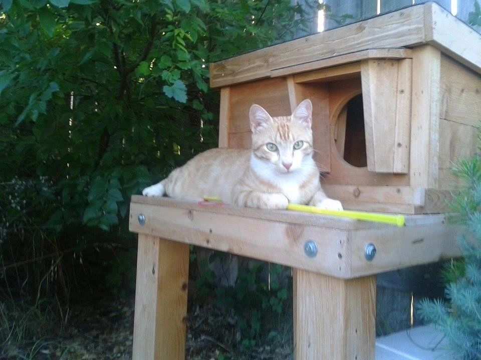 CAT PLATFORM TABLES