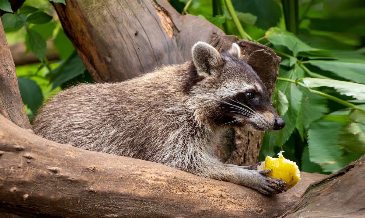 RACCOON PROOF RESISTANT CAT FEEDERS