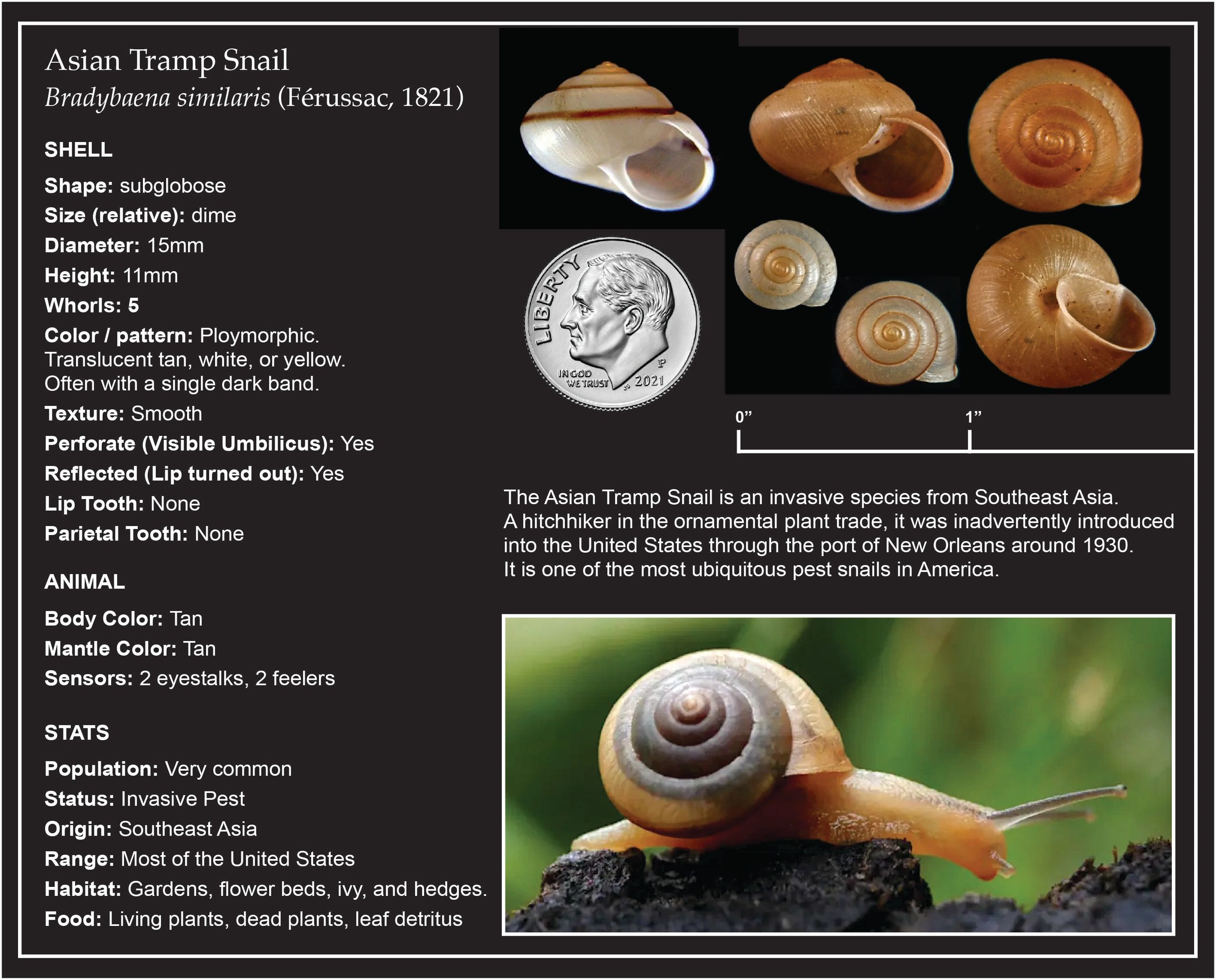Freshwater Snail Identification