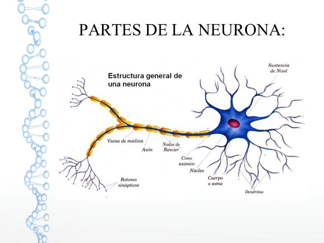 ¿qué Son Las Redes Neuronales Artificiales
