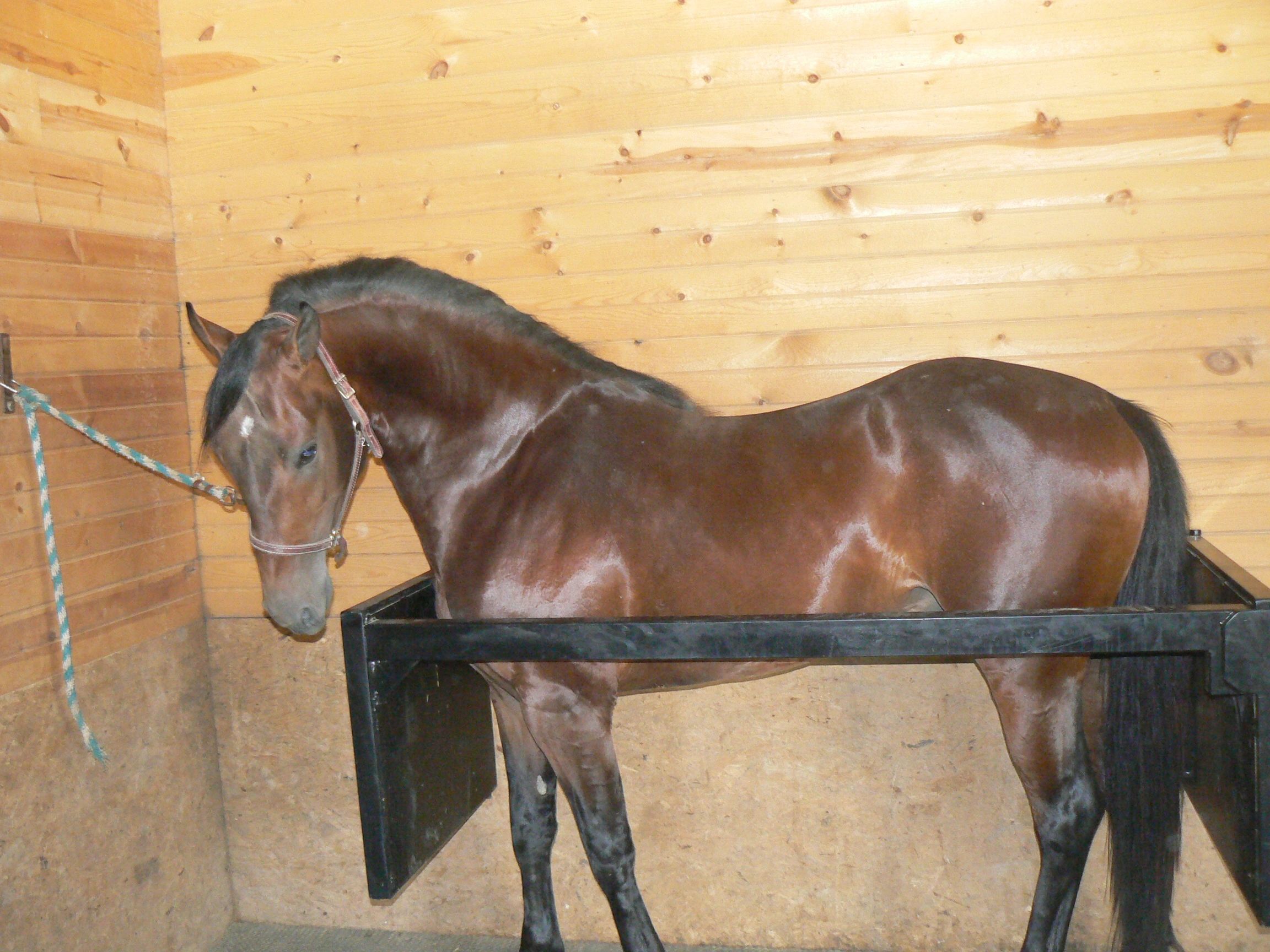 Premium Horse Stock for Sale