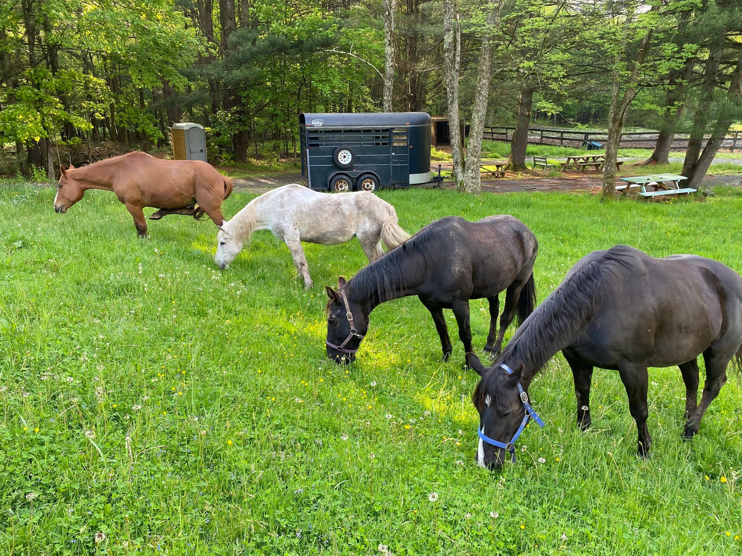 About - Braden Brook Stables - Greenfield Park Horse Riding