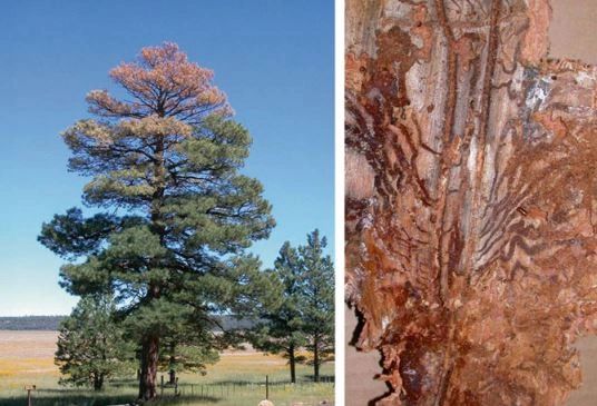 Mediterranean Pine Engraver Beetles make their way to Phoenix!