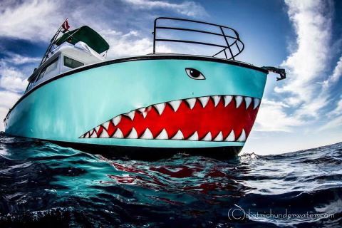 Snorkel with Sharks | Jupiter Shark Divers