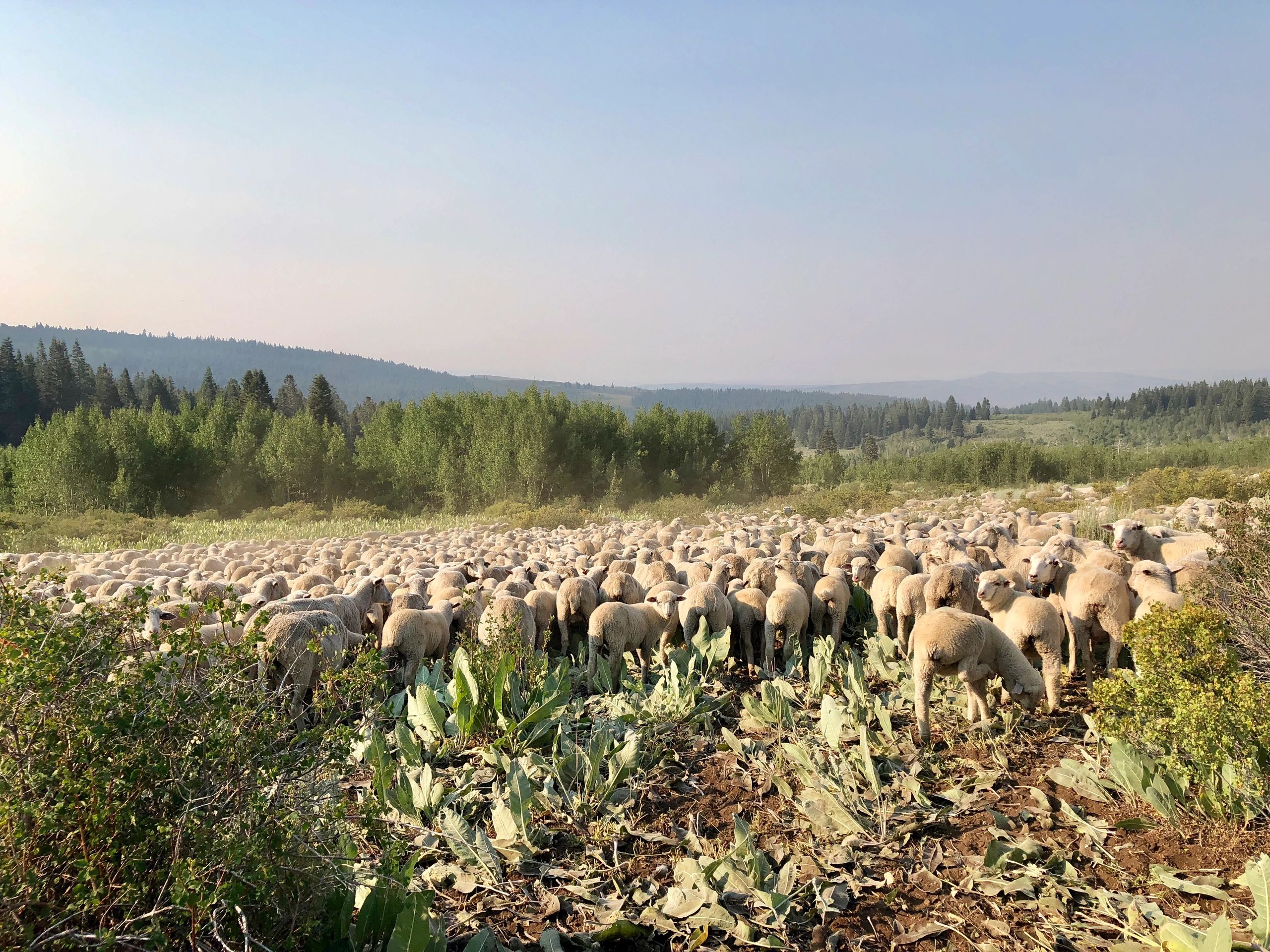 Victory Sheep Company