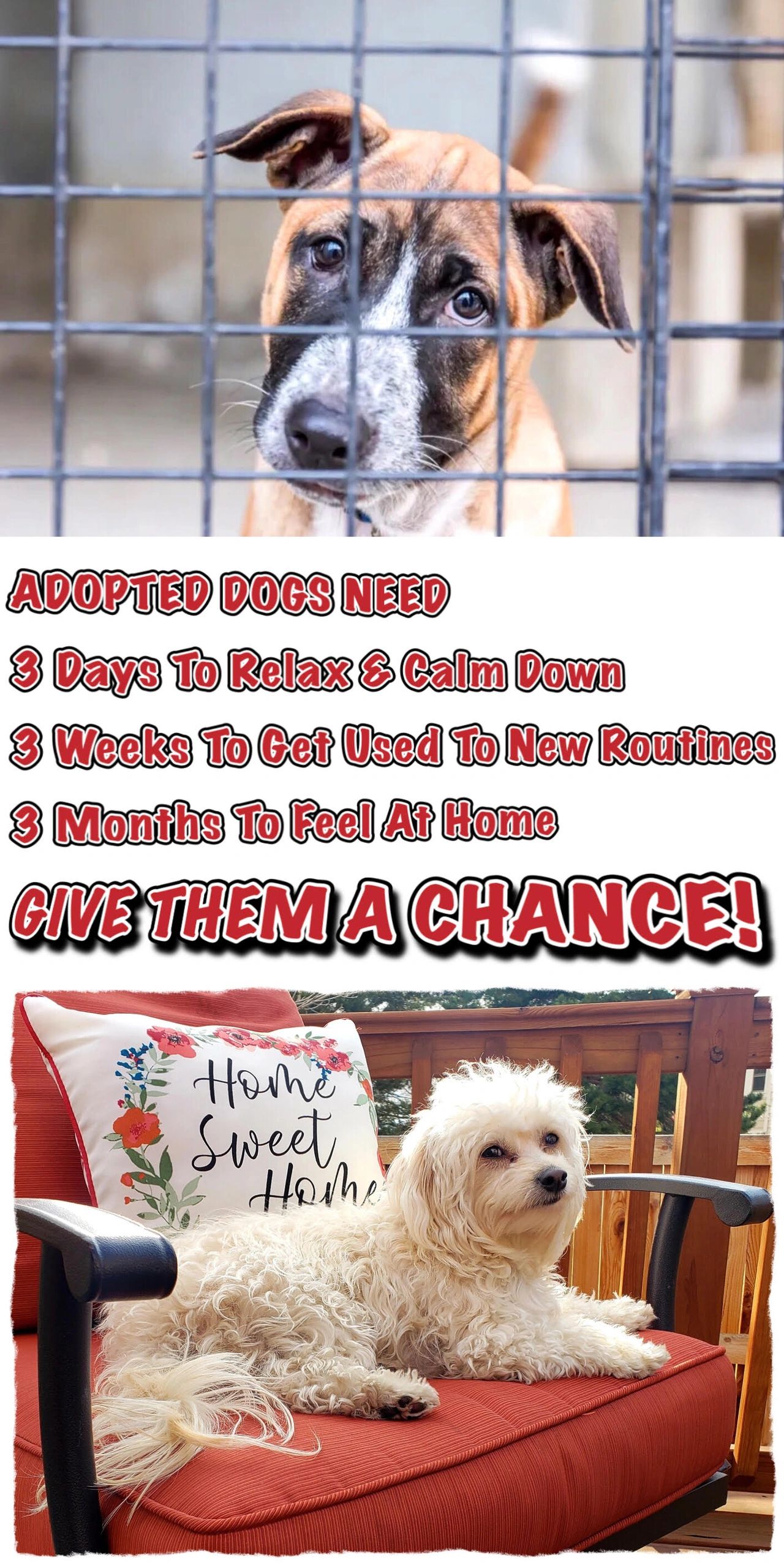 What Is The Dog Adoption Process