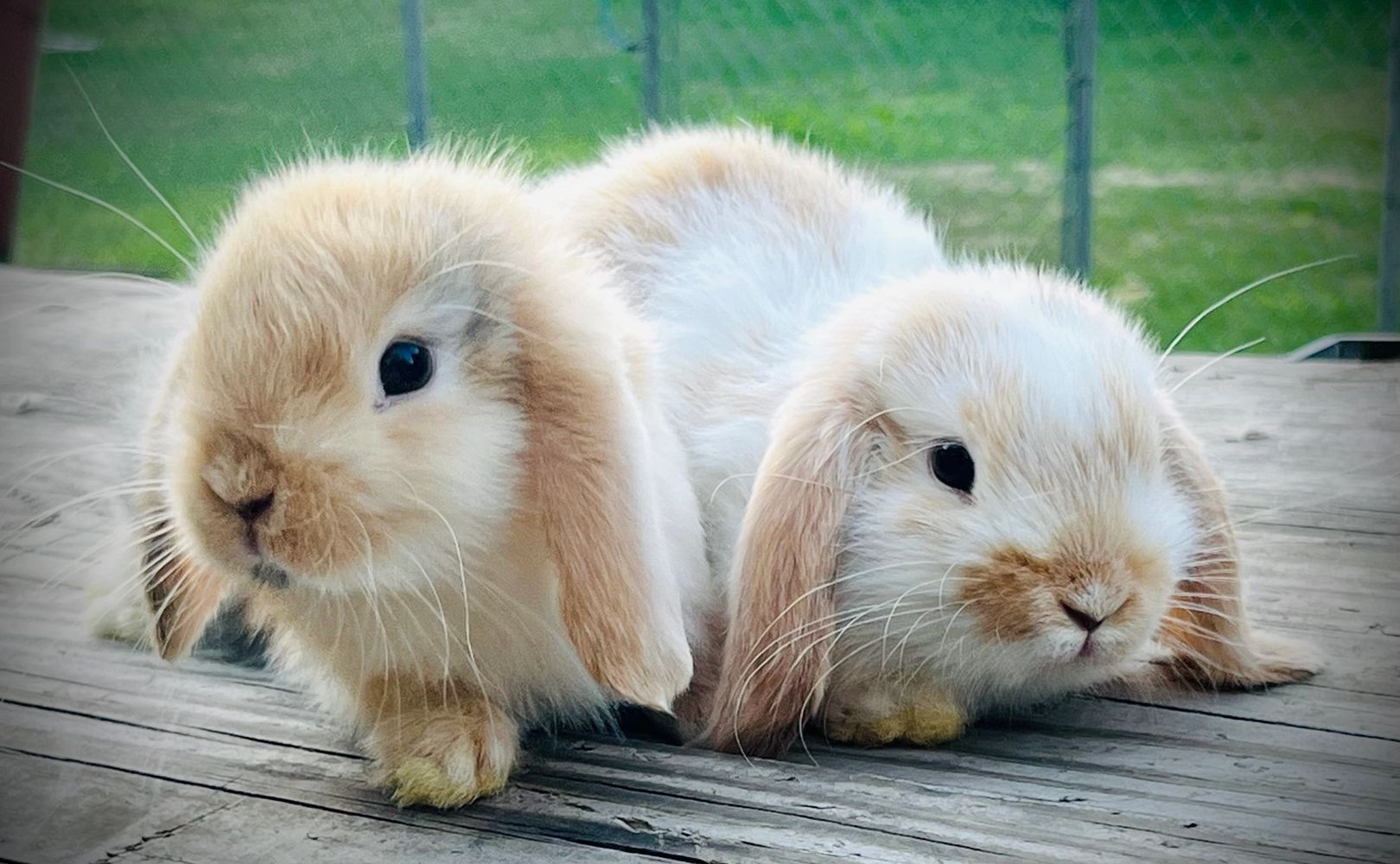 Brooke’s Bunny Farm