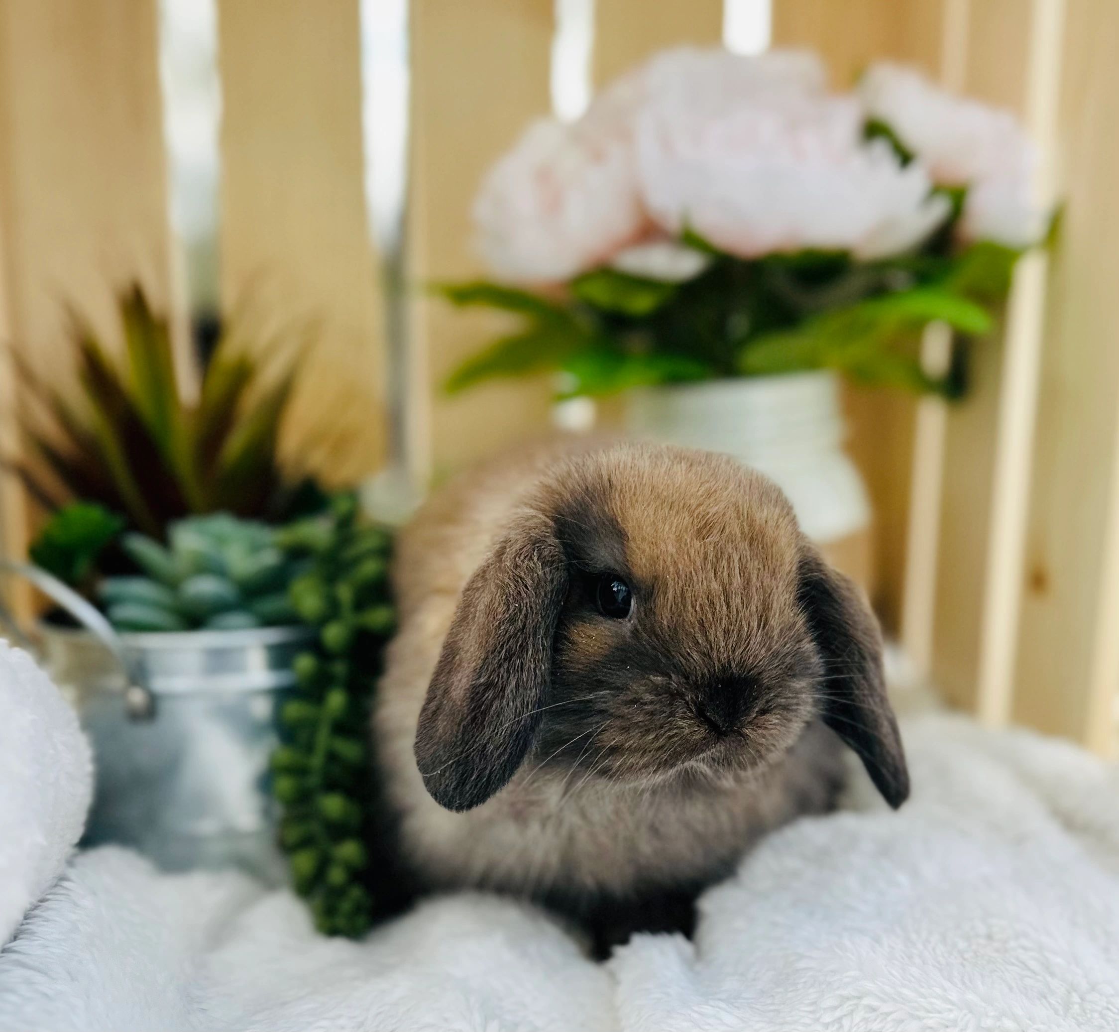 Brooke’s Bunny Farm - Bunnies for Sale, Holland Lop