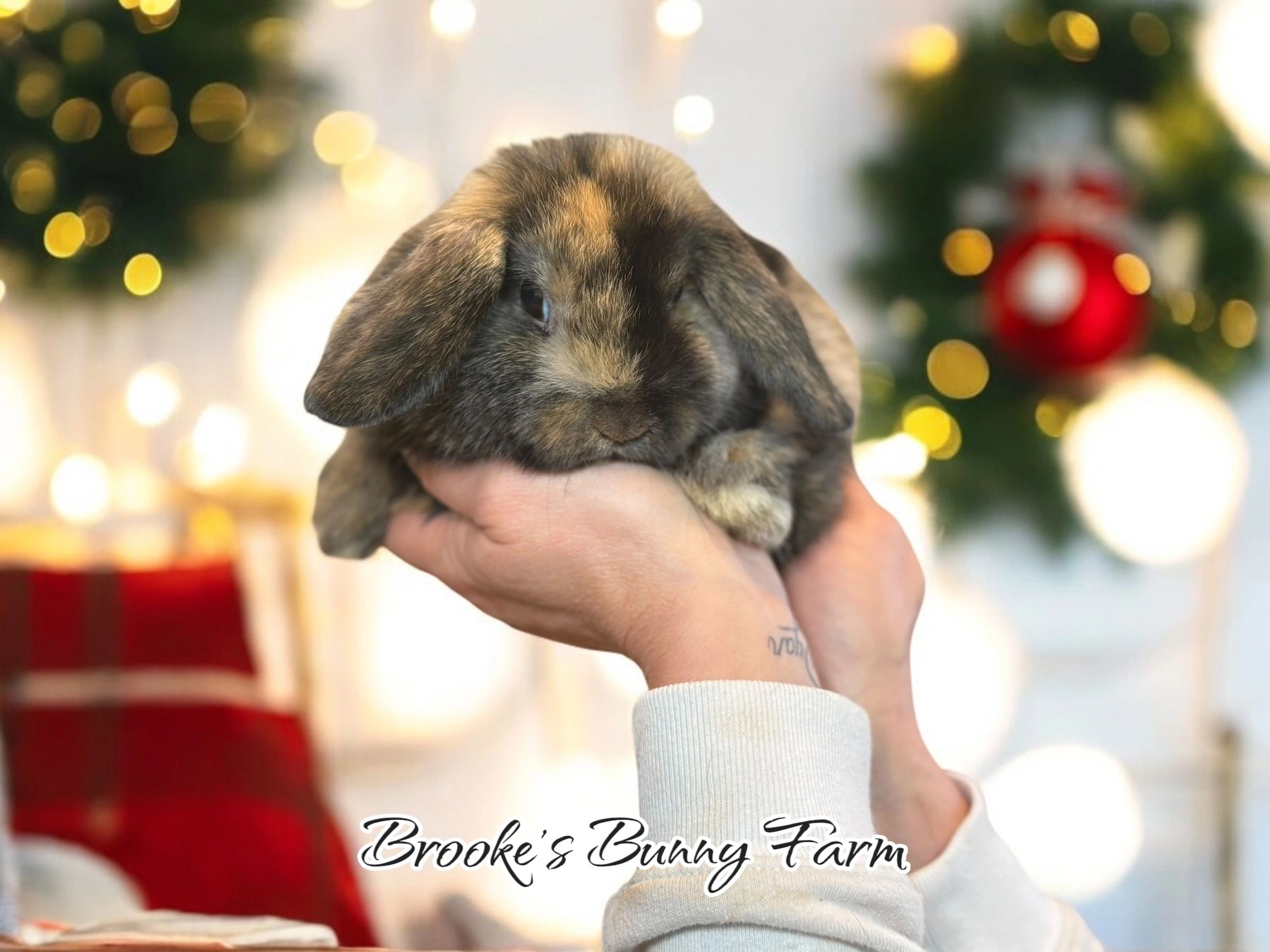 Mini Lop Bunny Breeders Luxury Bunny Breeder | Starflower Bunny Farm