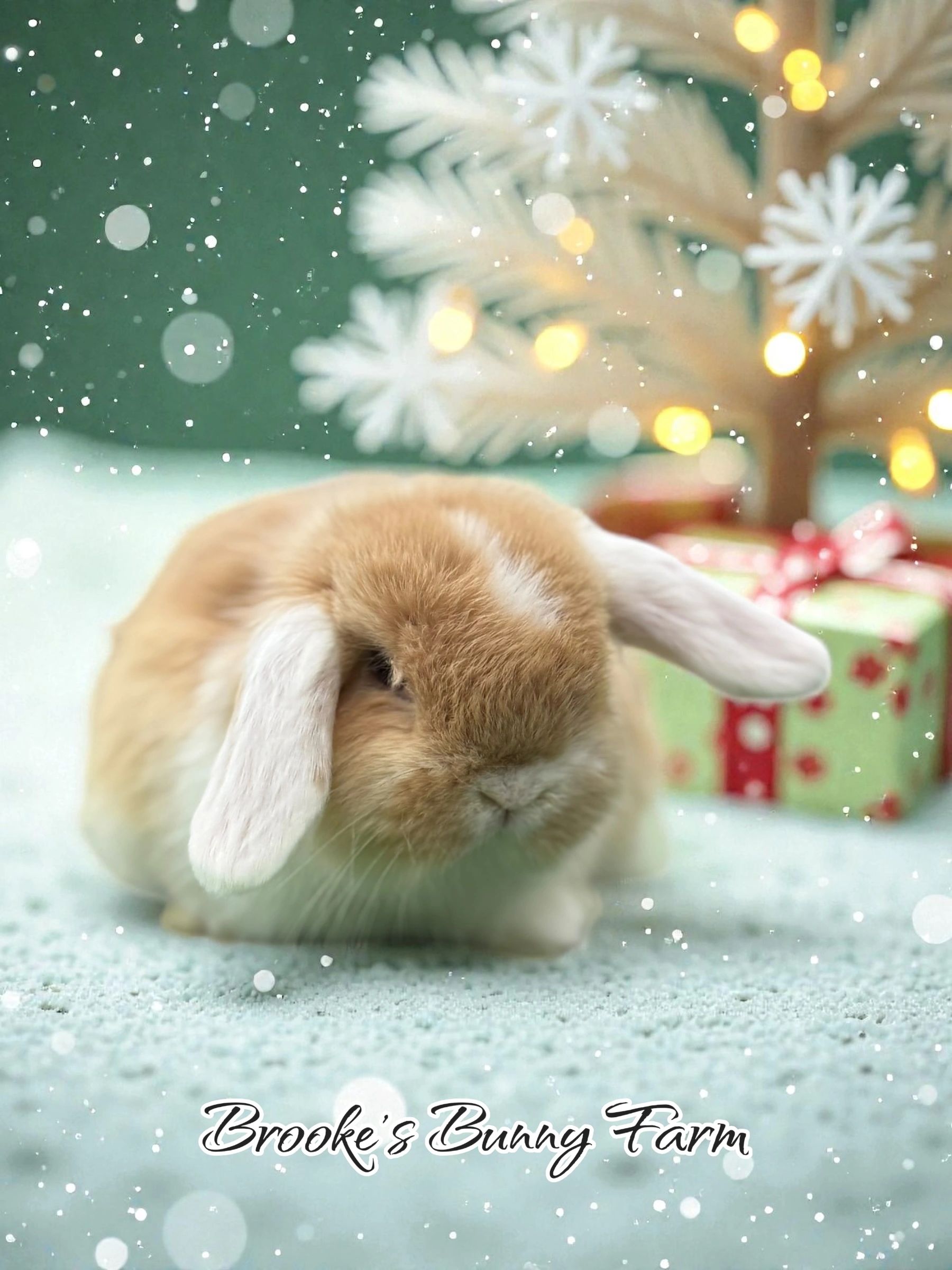 Carrot 凌 Cake - *Reserved*