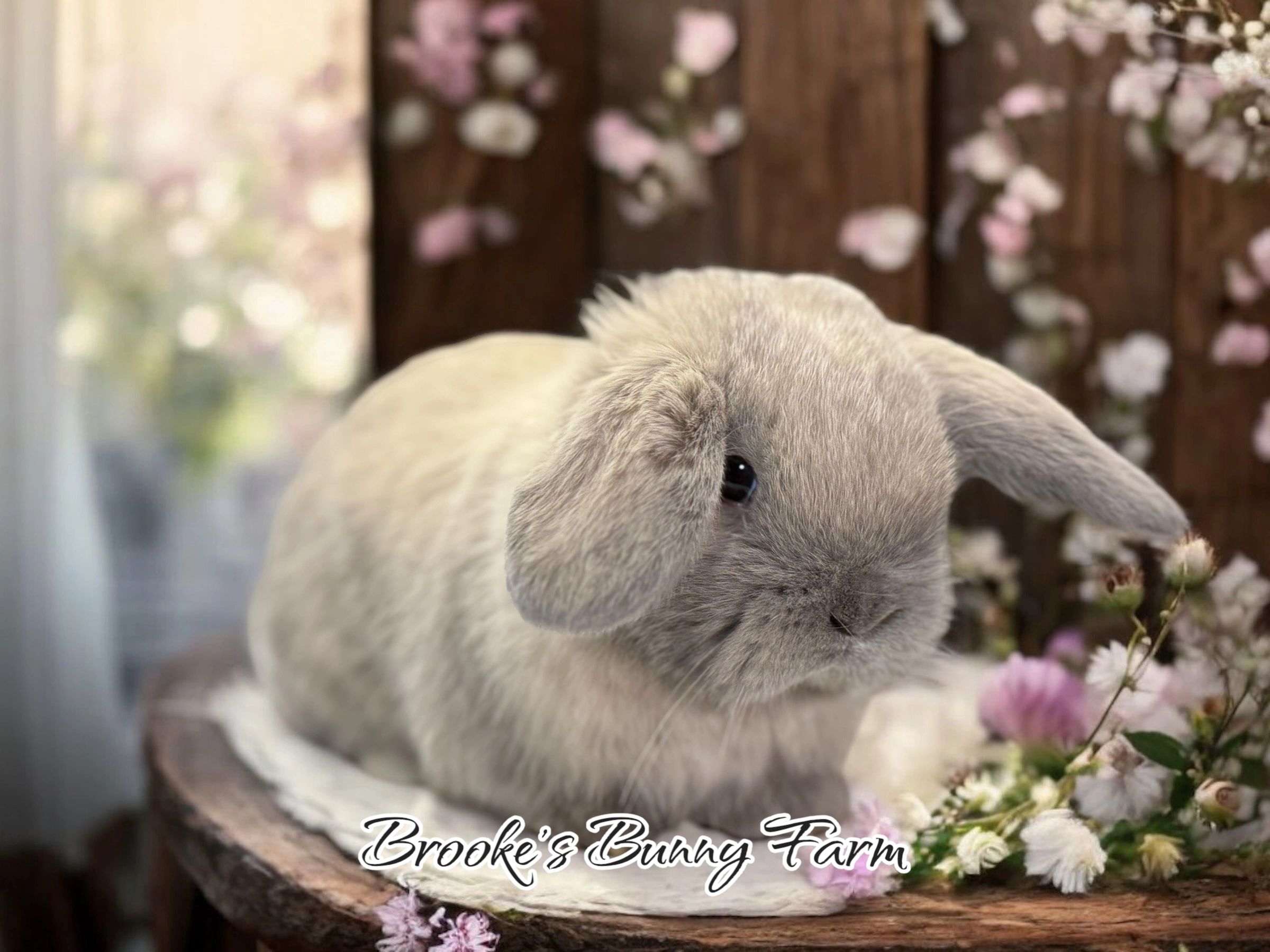 Hampton Holland Lop Bunnies For Sale At Brooke s Bunny Farm