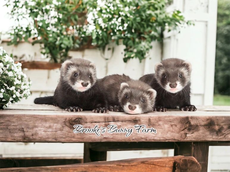 Brooke’s Bunny Farm - Ferret, Bunnies, Baby Ferrets