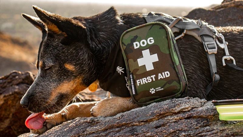 ESSENTIAL TIPS FOR WALKING YOUR DOG IN THE COUNTRYSIDE