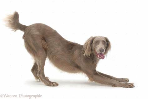 The Origins of the Bowing Behaviour in Dogs