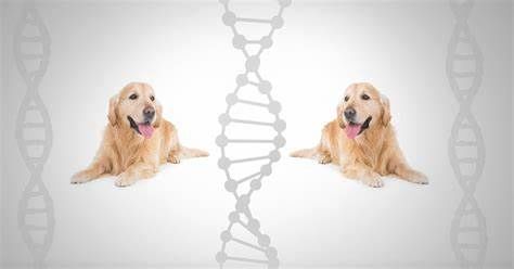The Science Behind Dog Behavior: Unravelling the Role of Genetics