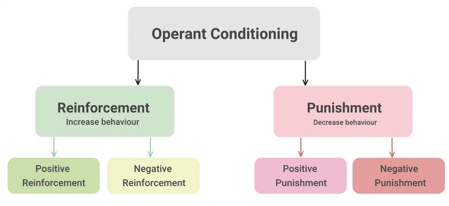 Understanding Operant Conditioning in Dog Training
