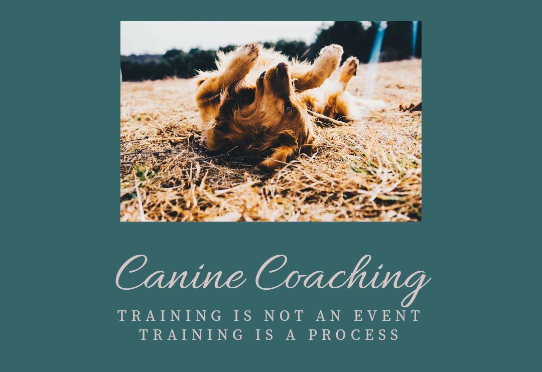 Canine Coaching - 121 Dog Training, Dog Behaviour Training