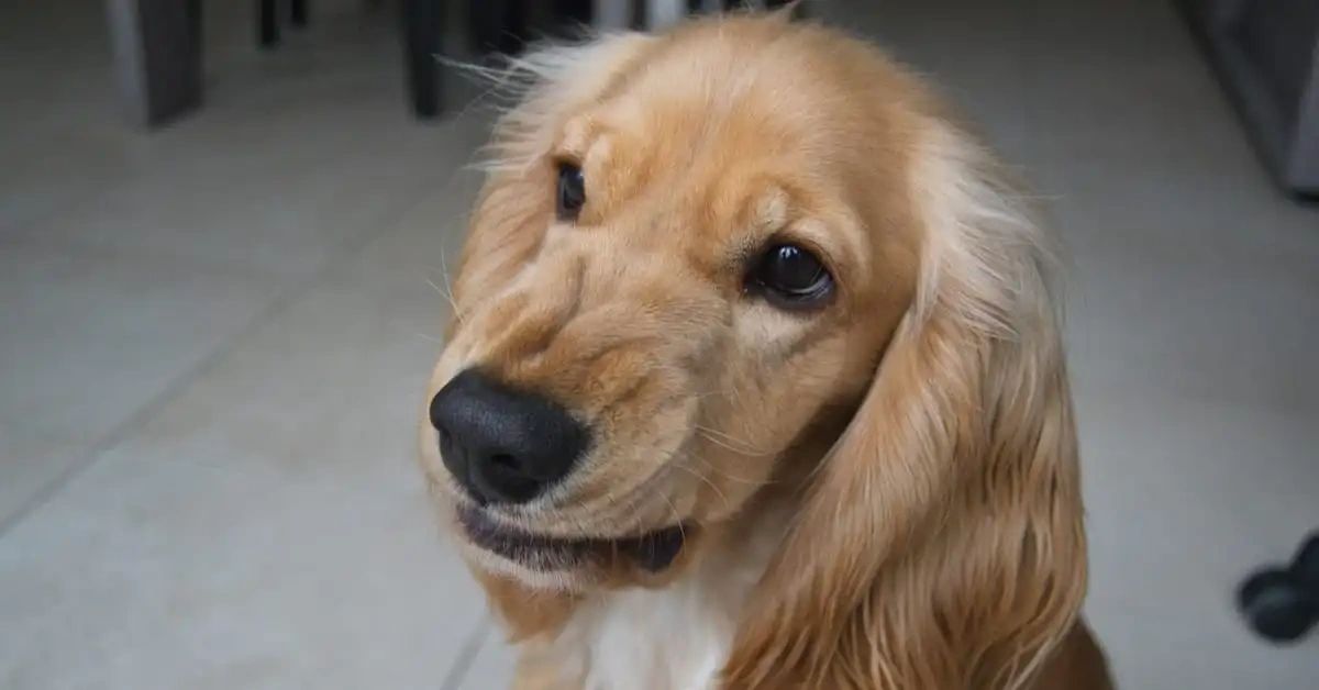 WHAT ARE THE AFFECTS OF RAGE SYNDROME IN DOGS