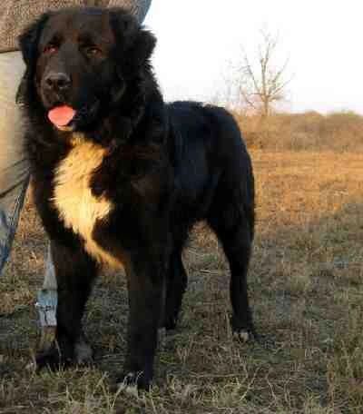 The Romanian Raven Shepherd Dog