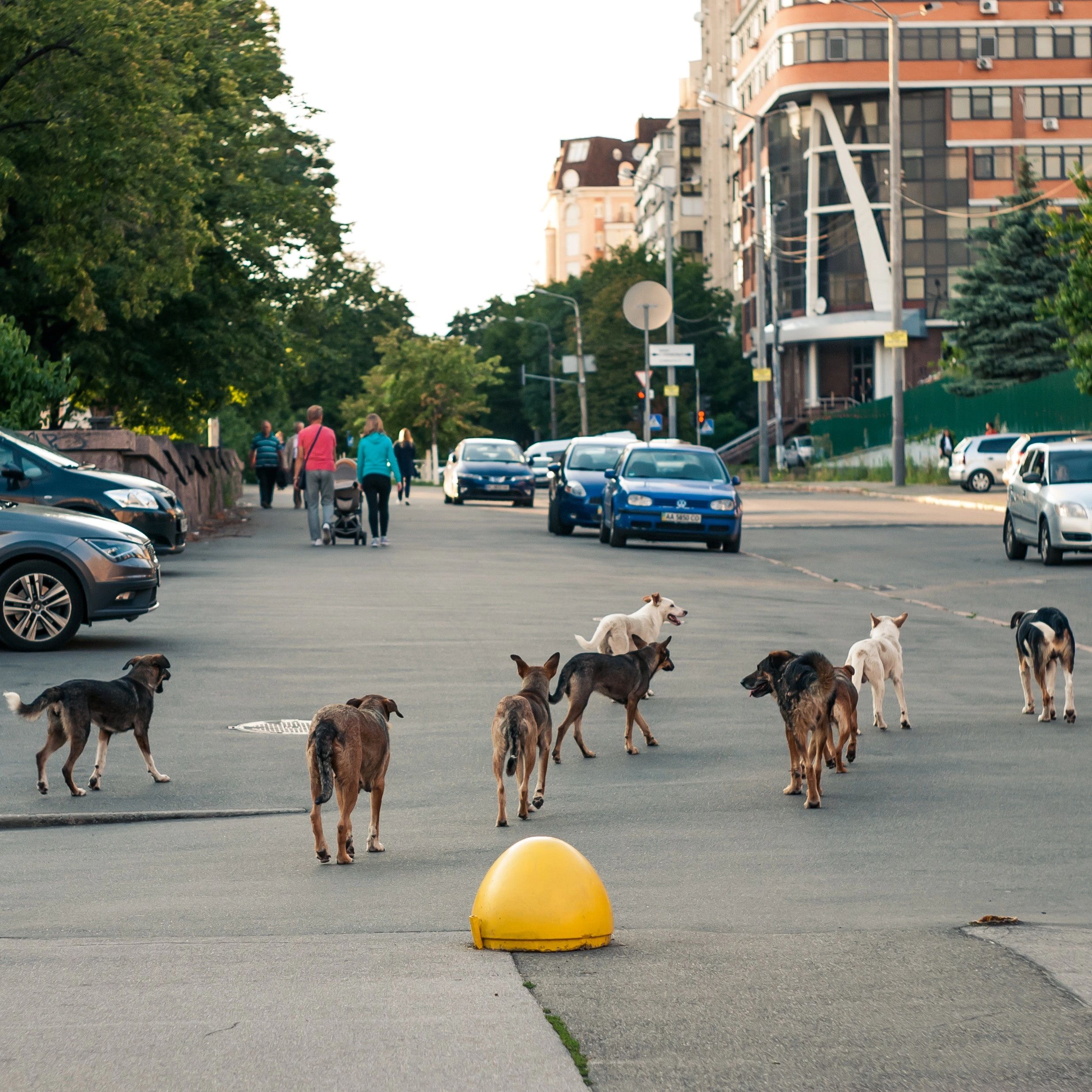 The History of the Romanian Street Dogs