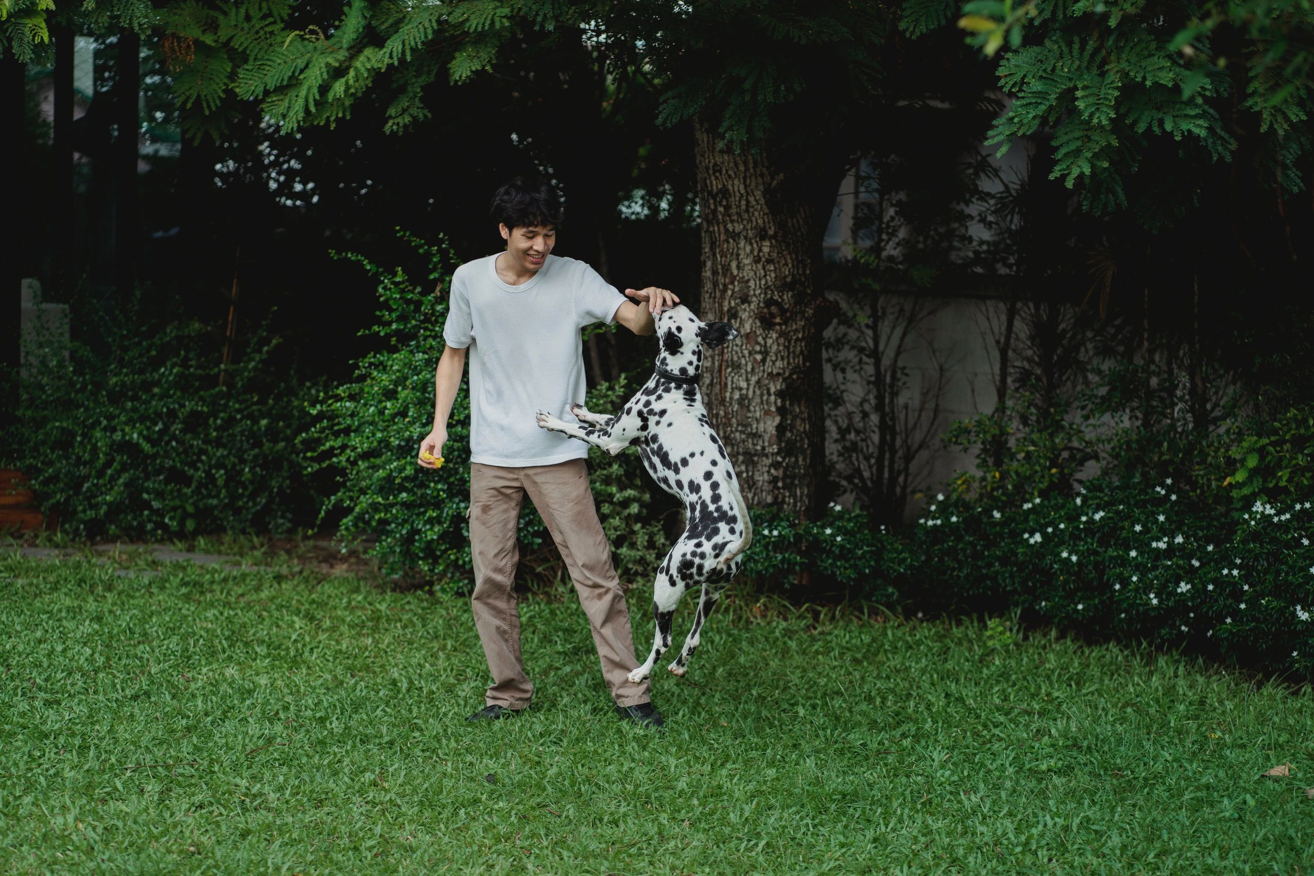 What is Impulse Control in Dogs?