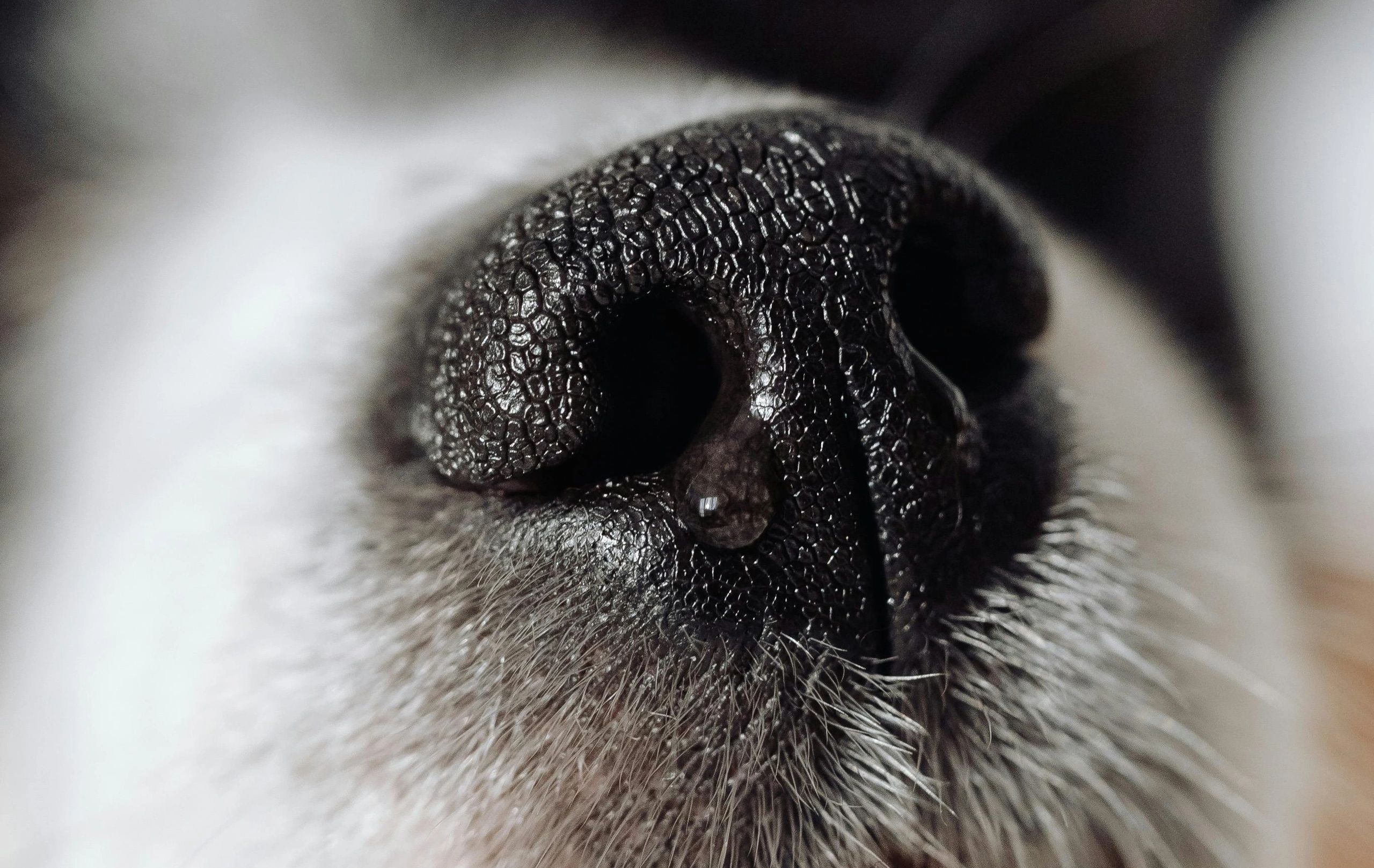 Incredible Olfactory Abilities of Dogs