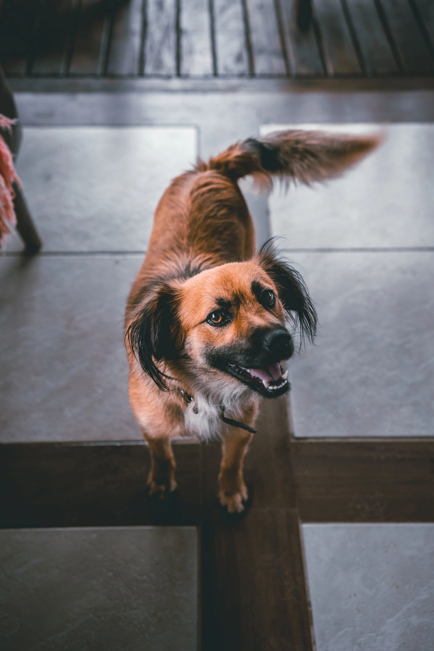 Decoding Your Dog's Tail