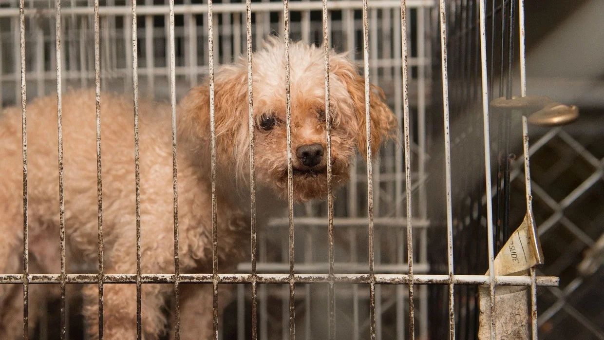 Unveiling the Dark Truth of Puppy Mills in the UK