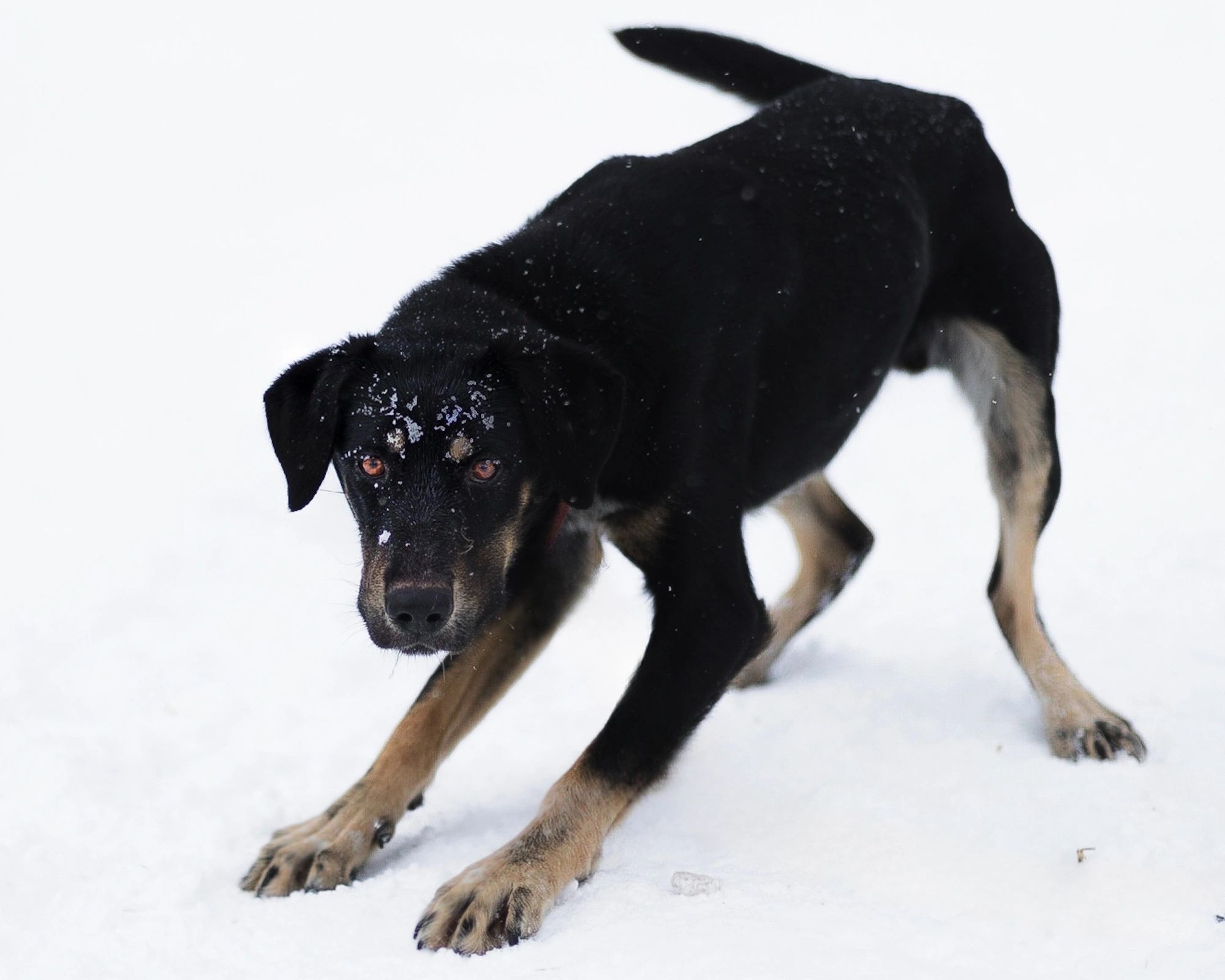 WHAT ARE THE INDICATORS OF AGGRESSION IN DOGS