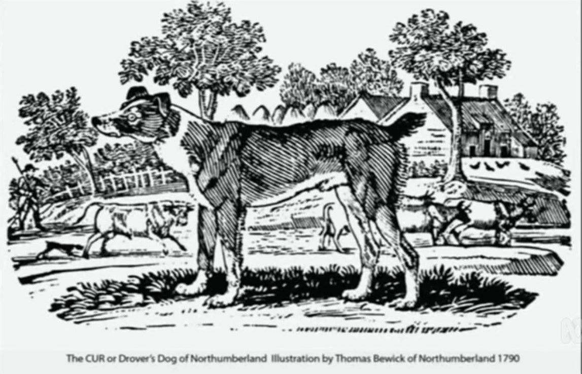 History of the Drover's Dog in the UK