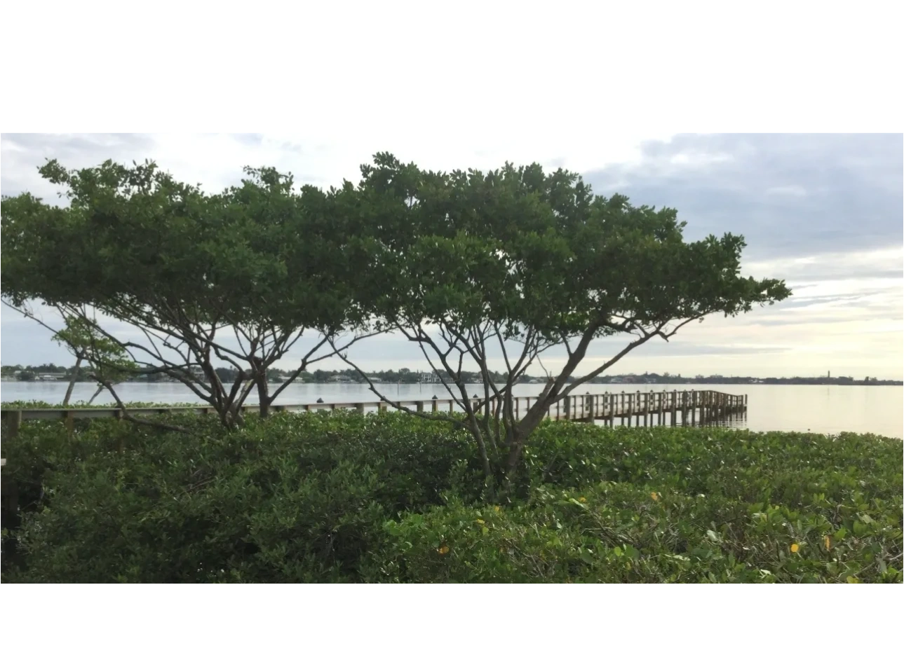 Elevate Your Coastal Landscapes with Coastal Planting Pros