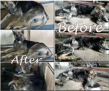 Dog And Cat Skin Diseases | BLESSED VETERINARY CLINIC