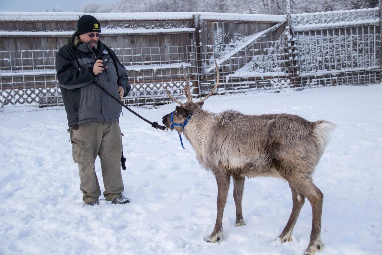 Reindeer Training