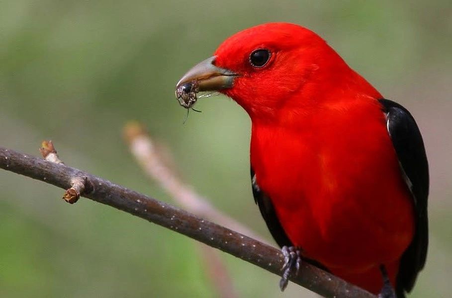 2025 Banquet | Northeastern Wisconsin Bird Alliance