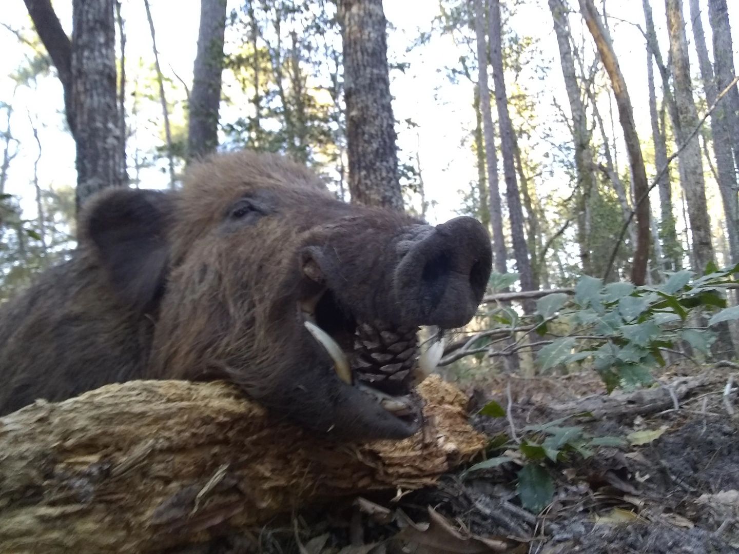 Free-Range Hog Hunts | Williams Hunting