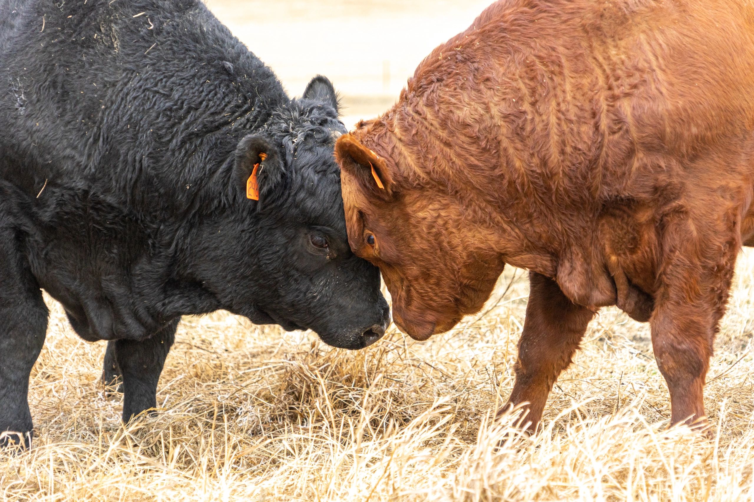 Nielsen Irish Black and Red Cattle