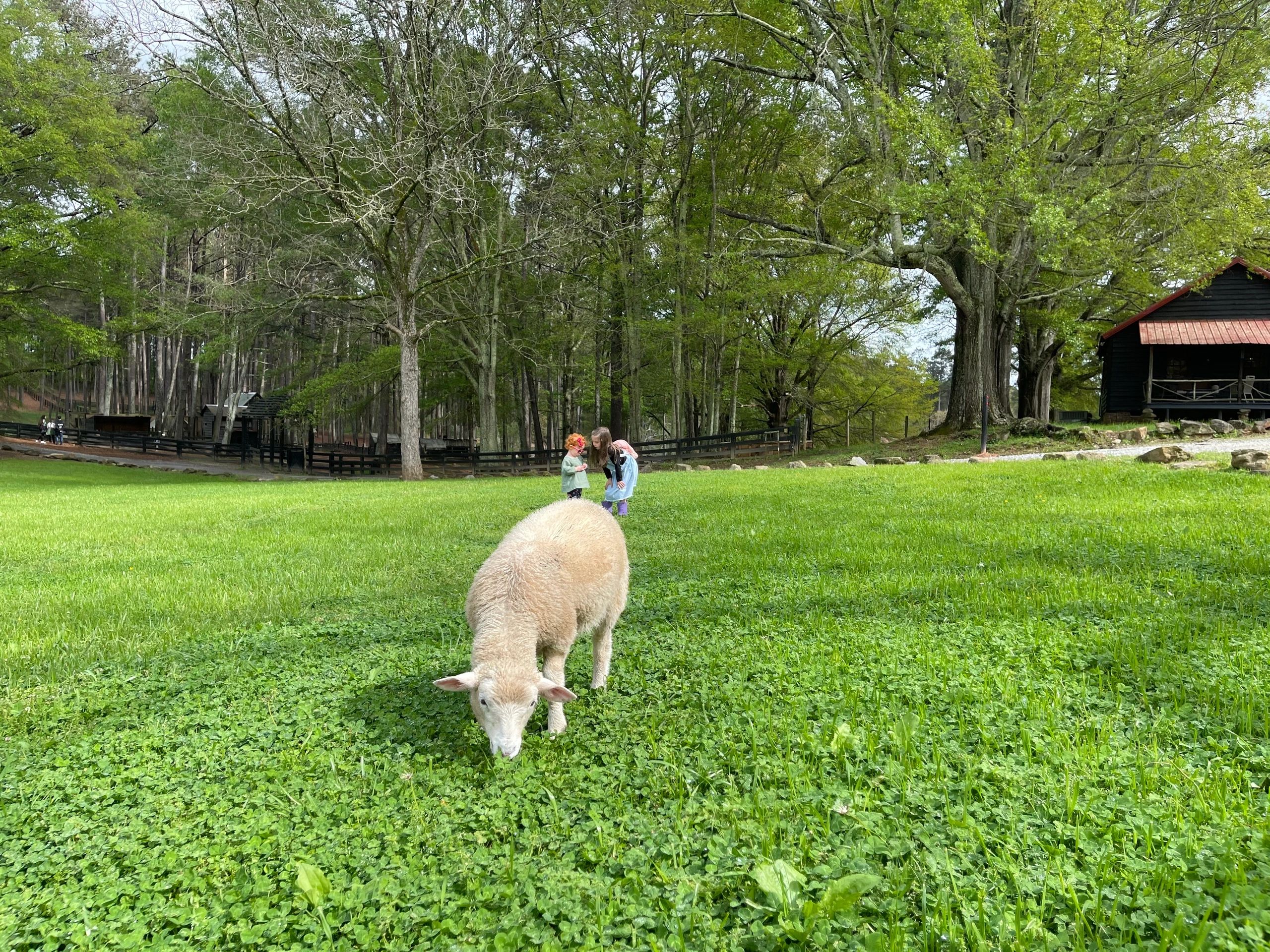 Blueberry Belle Farm