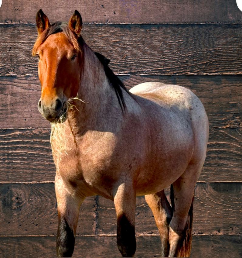 Premium Draft Cross Horses: Quality Draft Horse Crosses