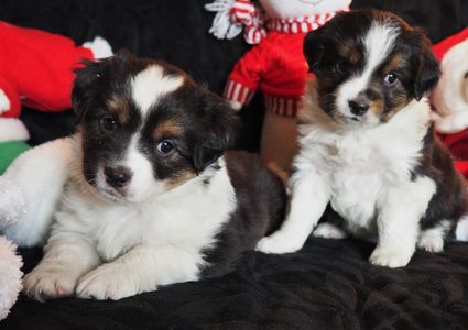 Mini Aussie Tails