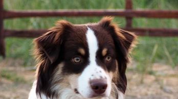Aussie Genetics | Mini Aussie Tails