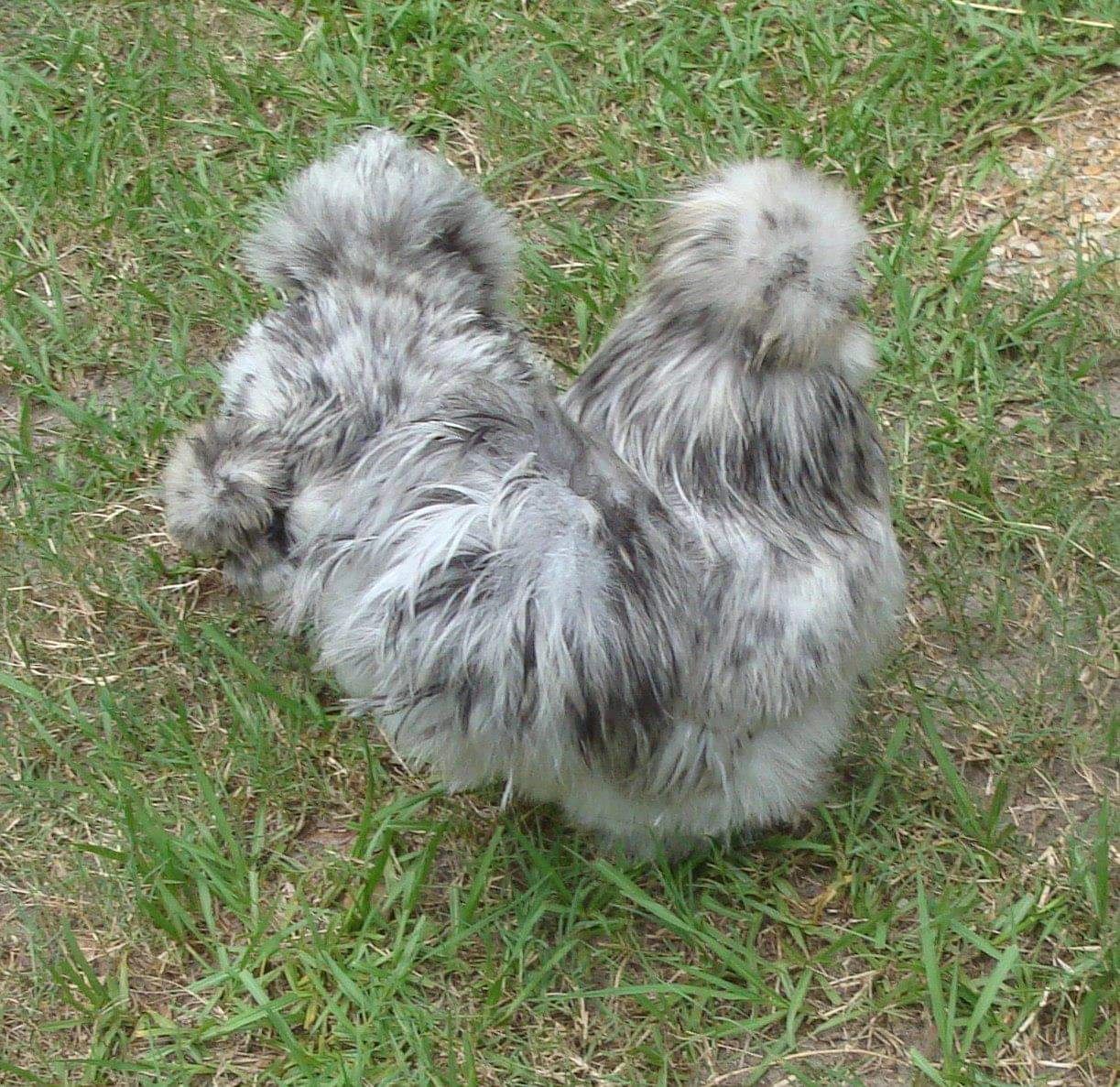 Blue Silkie Bantam Chickens