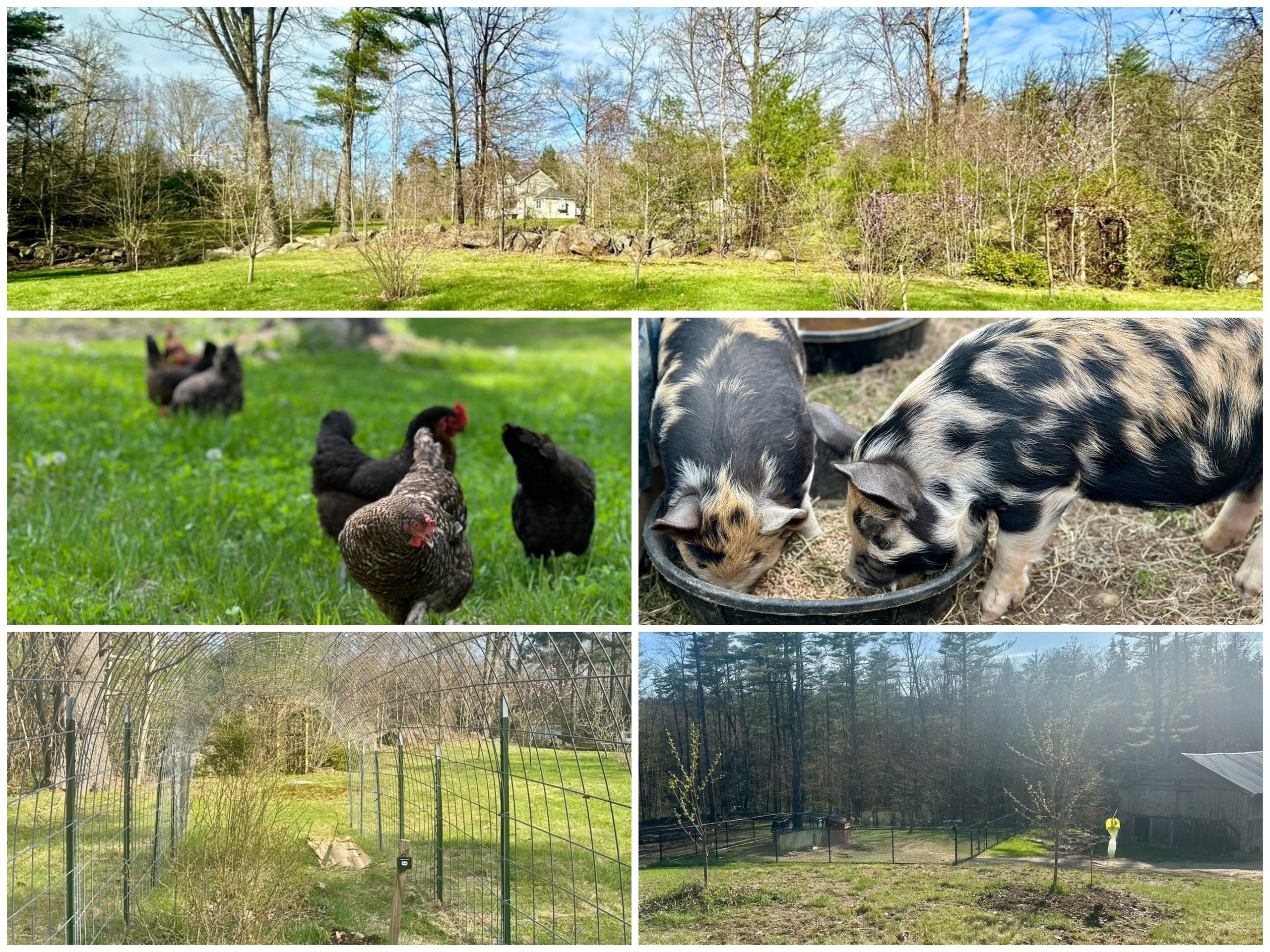 Discover Idaho Pasture Pigs at Our Farm Store