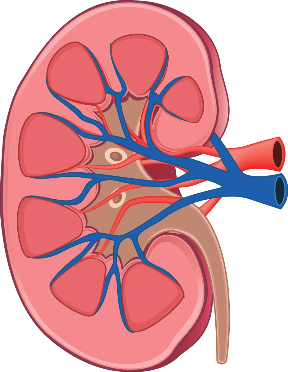 Connecticut Nephrology Associates, LLC