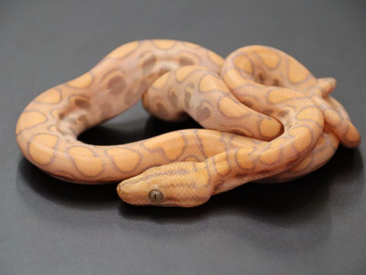 Brazilian Rainbow Boas