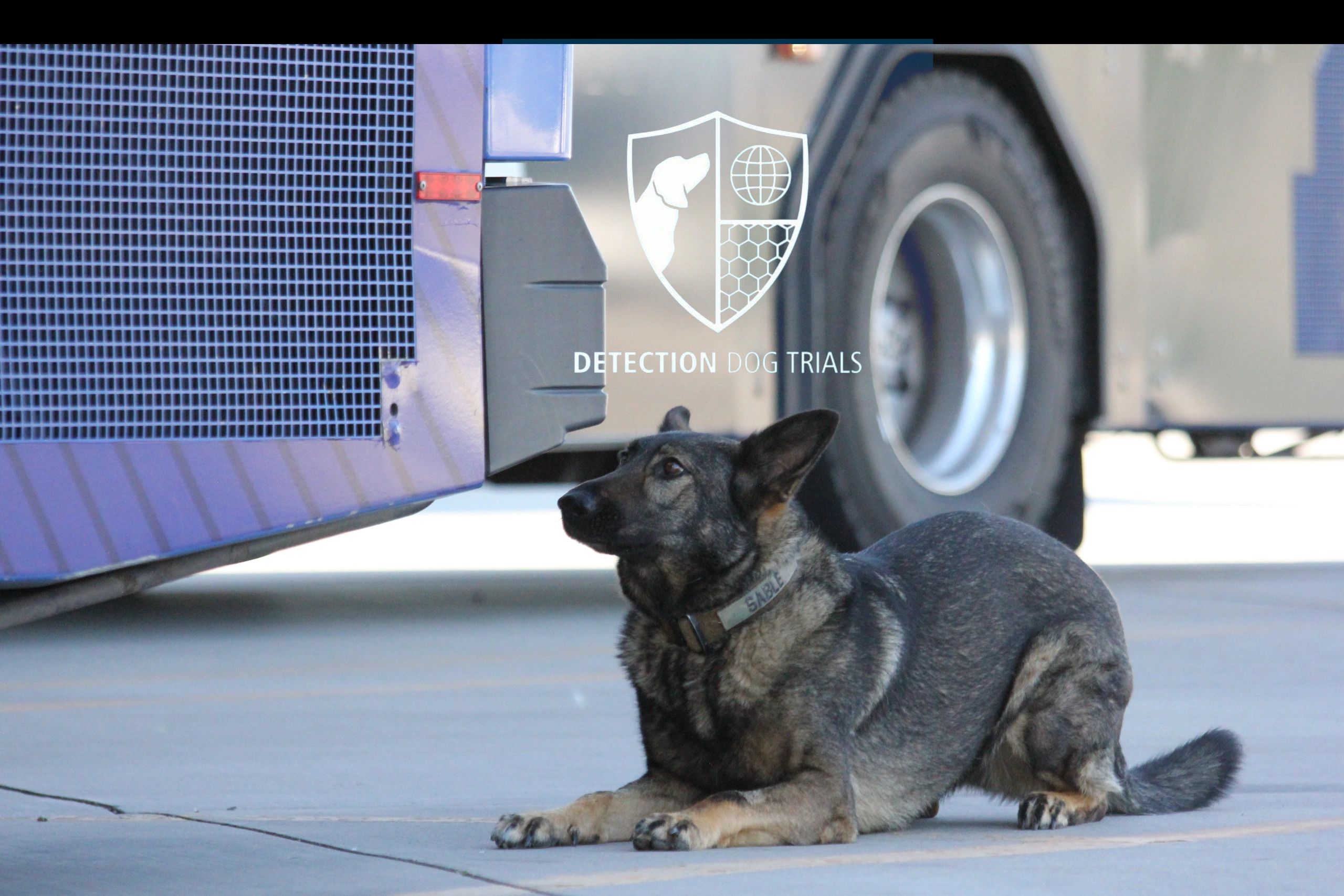 Home | Detection Dog Trials USA