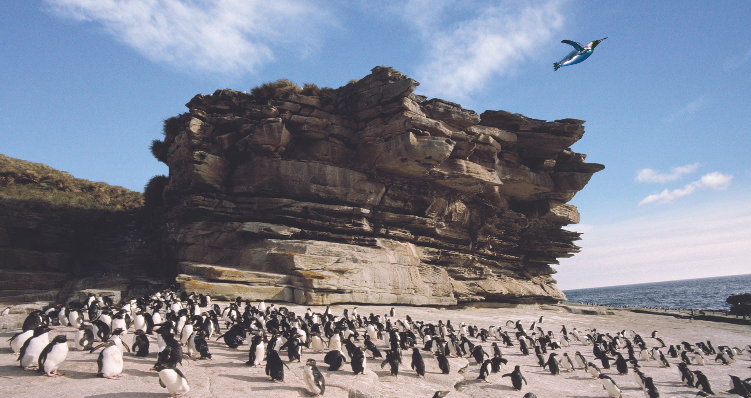 Product Photos | Flying Penguin Communications Inc.