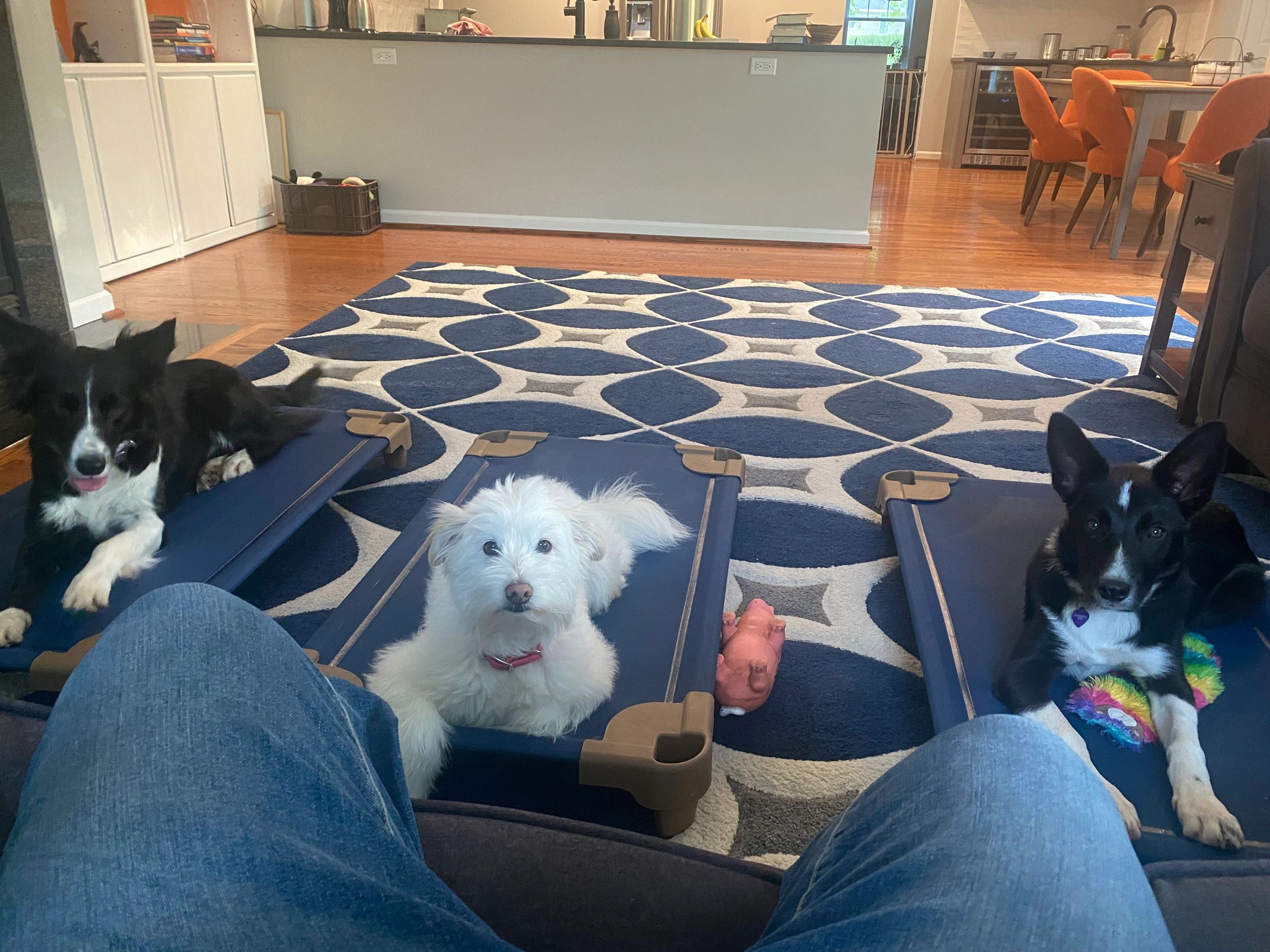 Professional Dog Trainer | Double Bond Dog Training
