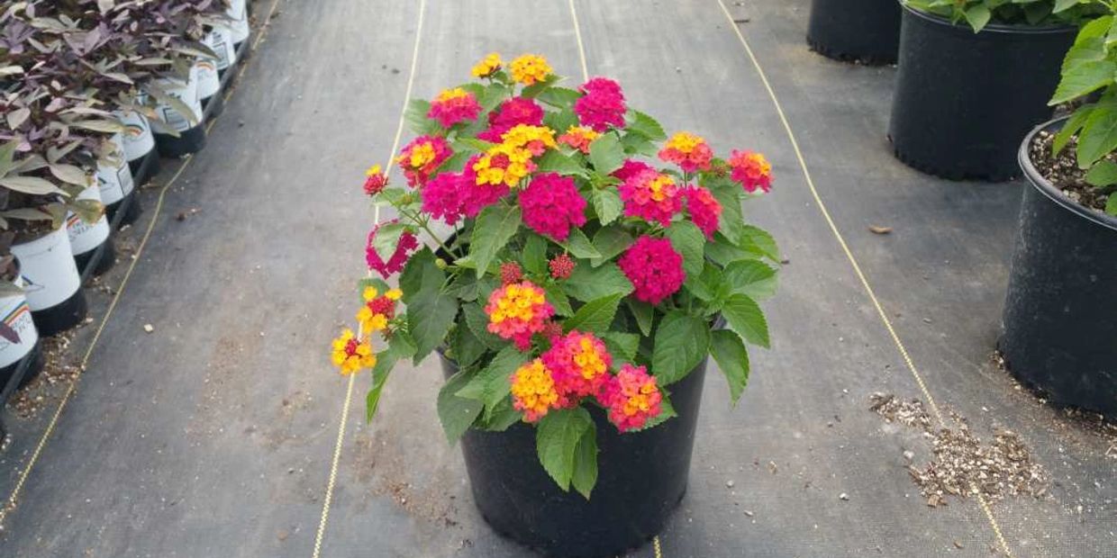Dream Shrubs | Dream With Colors Inc.